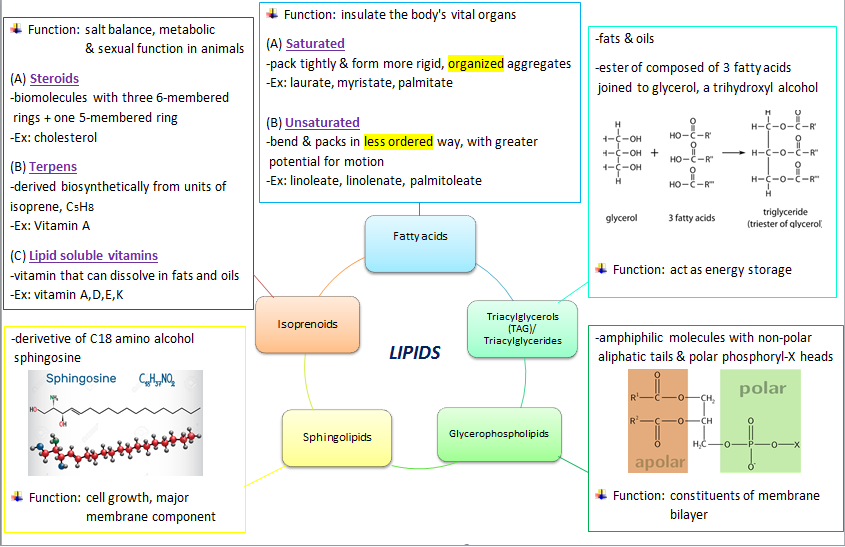 Lipid Examples Lipid Association Of India 2023 Update On